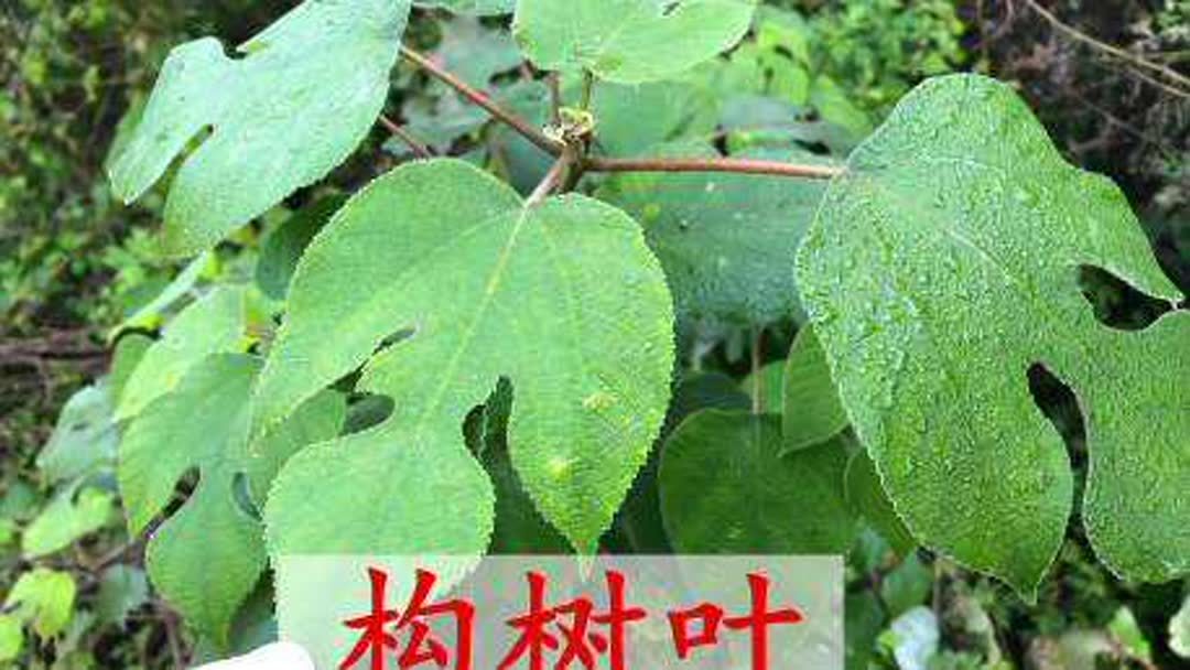 路边常见的构树叶,生活中到底有啥用途呢?看视频涨见识哦