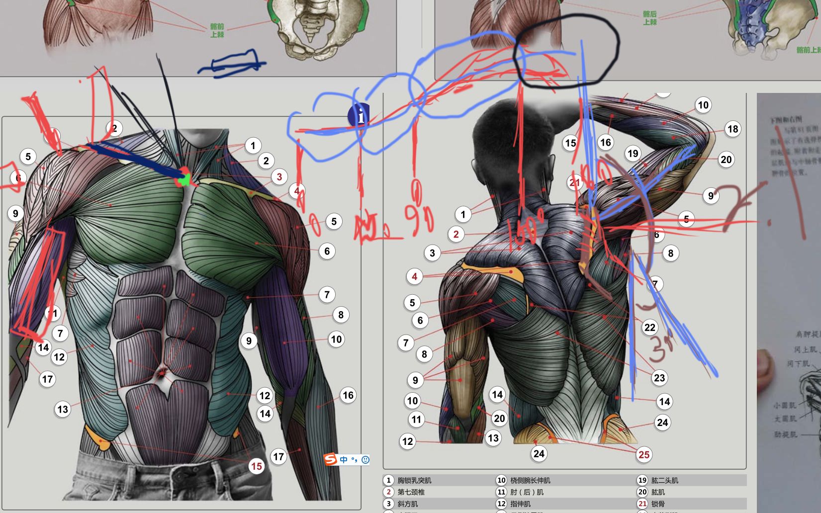 maya免费高级角色教程05(艺术人体解刨讲解02)
