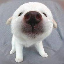 萌萌哒的小薯仔 