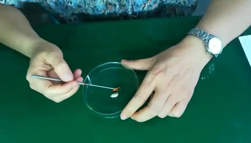 (生物实验操作流程)观察玉米种子的结构