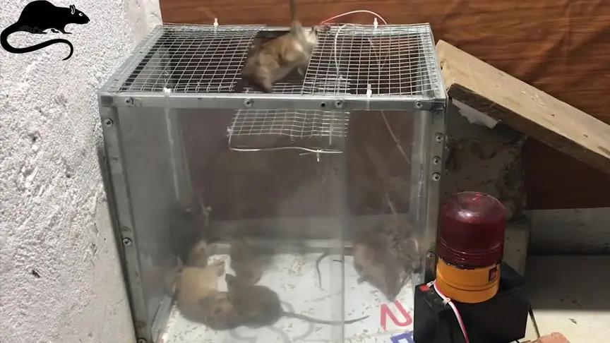 太牛了,网友自制的电动捕鼠器,不给老鼠片刻停留的时间