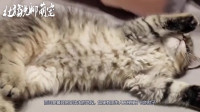 猫咪漏肚子其实是信任主人的表现,猫咪其他信任动作,你了解吗?