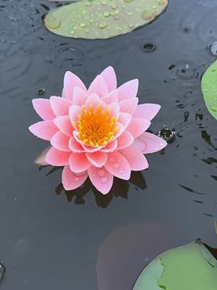 《诗经·卫风·硕人》手如柔荑,肤如凝脂,领如蝤蛴,齿如瓠犀,螓首...