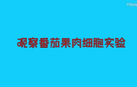 观察番茄果肉细胞实验