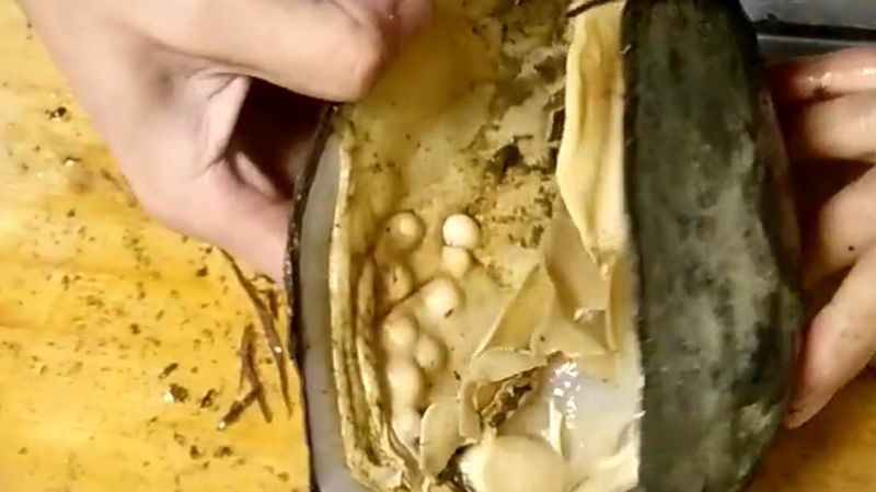 好埋汰的珍珠蚌,不知道里面的珍珠到底啥样?