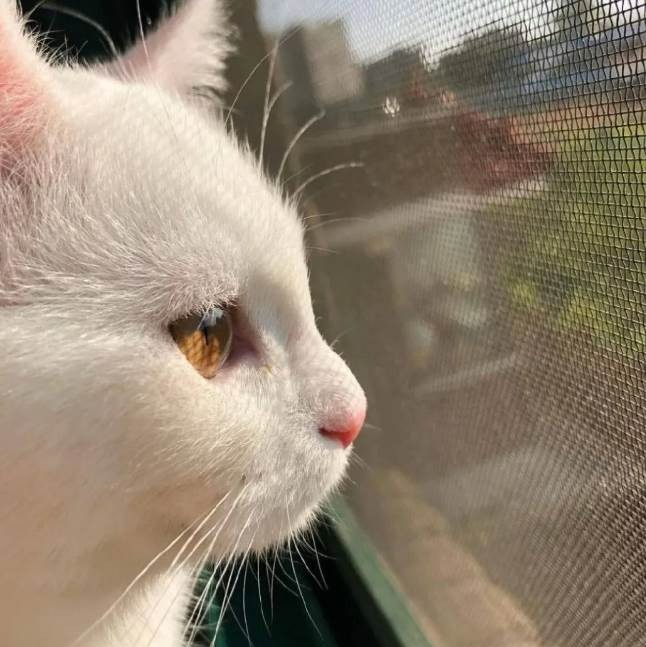 至斐波那契数列 