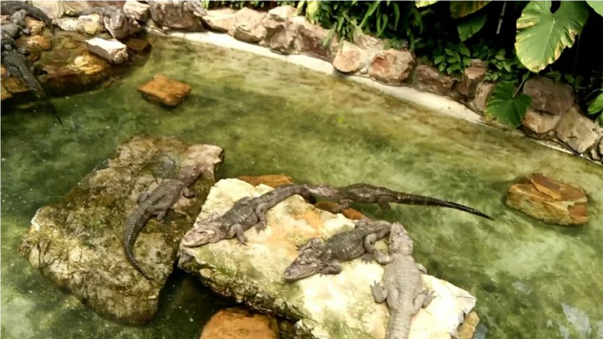 上海动物园(两栖爬行动物)