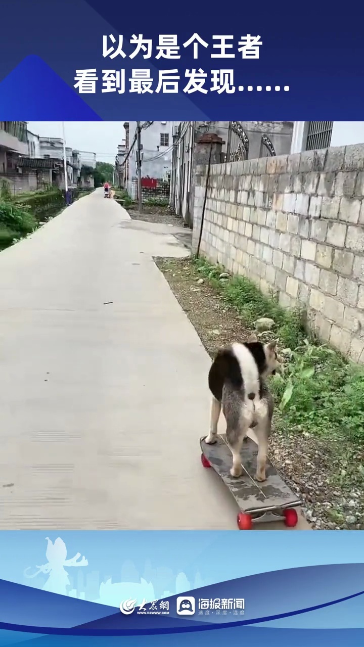 以为是个王者,看到最后发现#你怎么看 #社会百态 #动物的迷惑行为