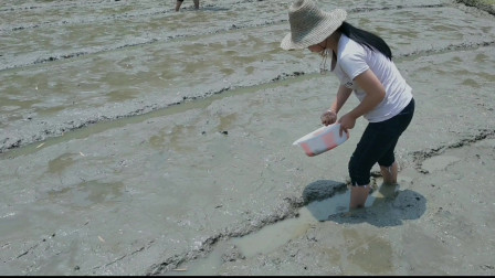 90后农村姑娘春耕,教你如何种植水稻,感受乡村的生活