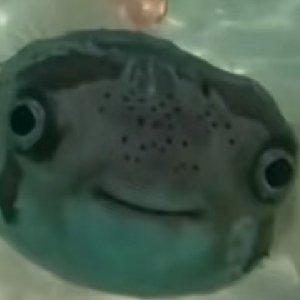 严肃的充能柚子 