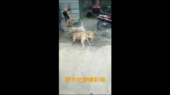 小狗狗很善于模仿嘛ߘ�ߘ�ߘ