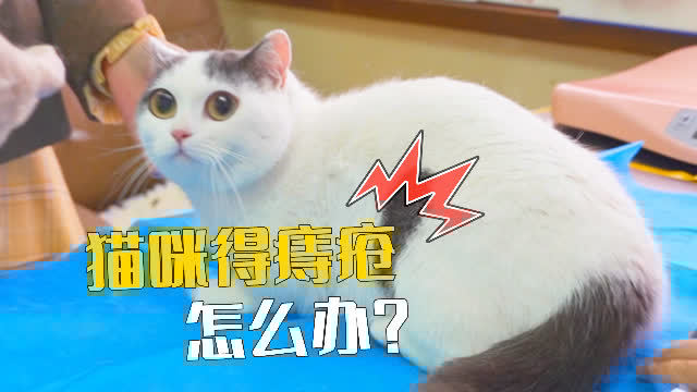 太丢人了,我家猫真的得痔疮了!