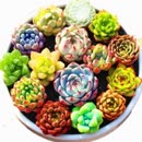 小鲜肉凤凰公主我很新鲜！ 