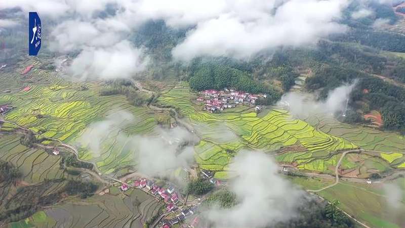 一颗稻米的成长故事丨谷雨节气 播种育秧