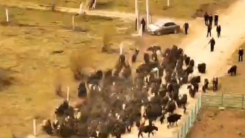 【大场面! 牧场夫妻离婚法官现场分276头牦牛 :女方领233头】5月25日...