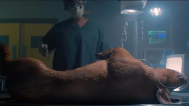 妻子得了绝症,科学家丈夫用猪的器官给她移植,妄图给她续命