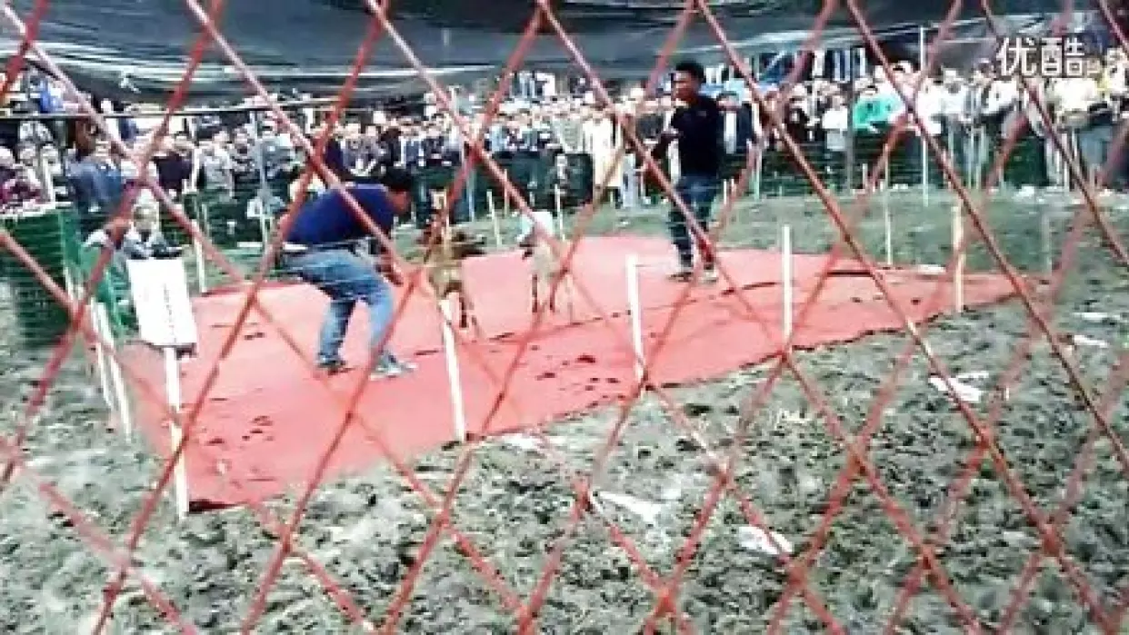斗狗视频藏獒咬死斗牛犬斗牛犬斗狗视频