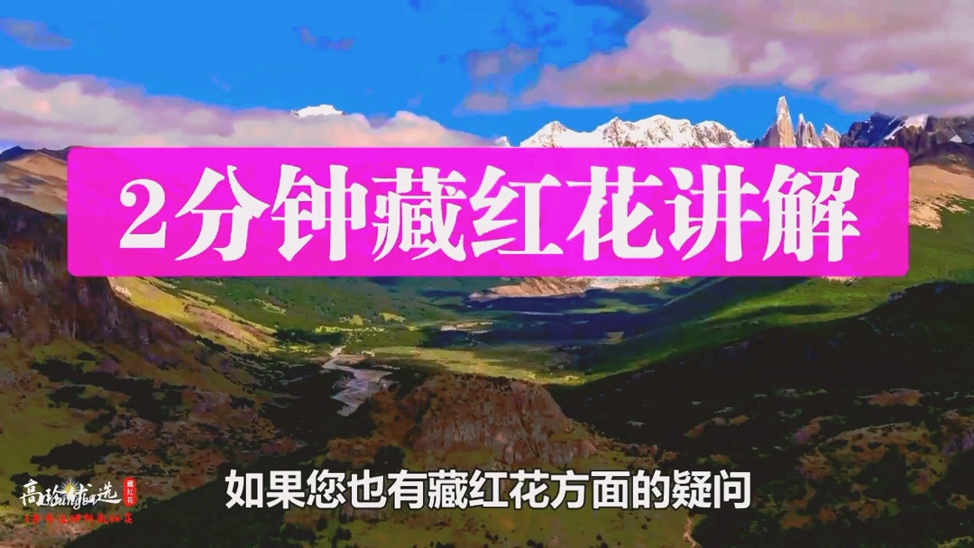 藏红花喝了有什么好处,藏红花食用方法好处