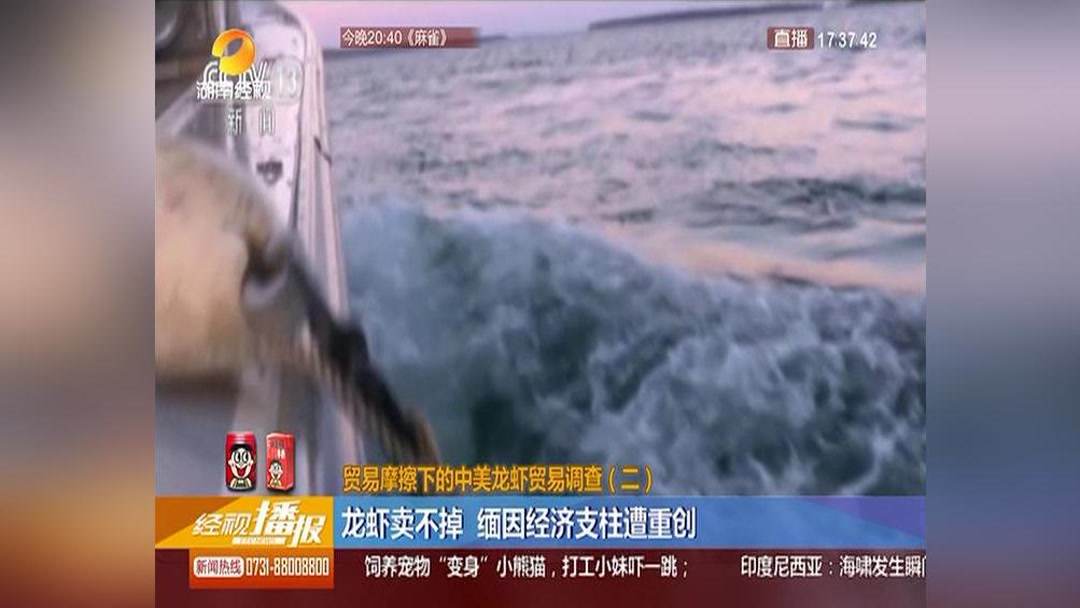 如今龙虾经销商日子“不好过”