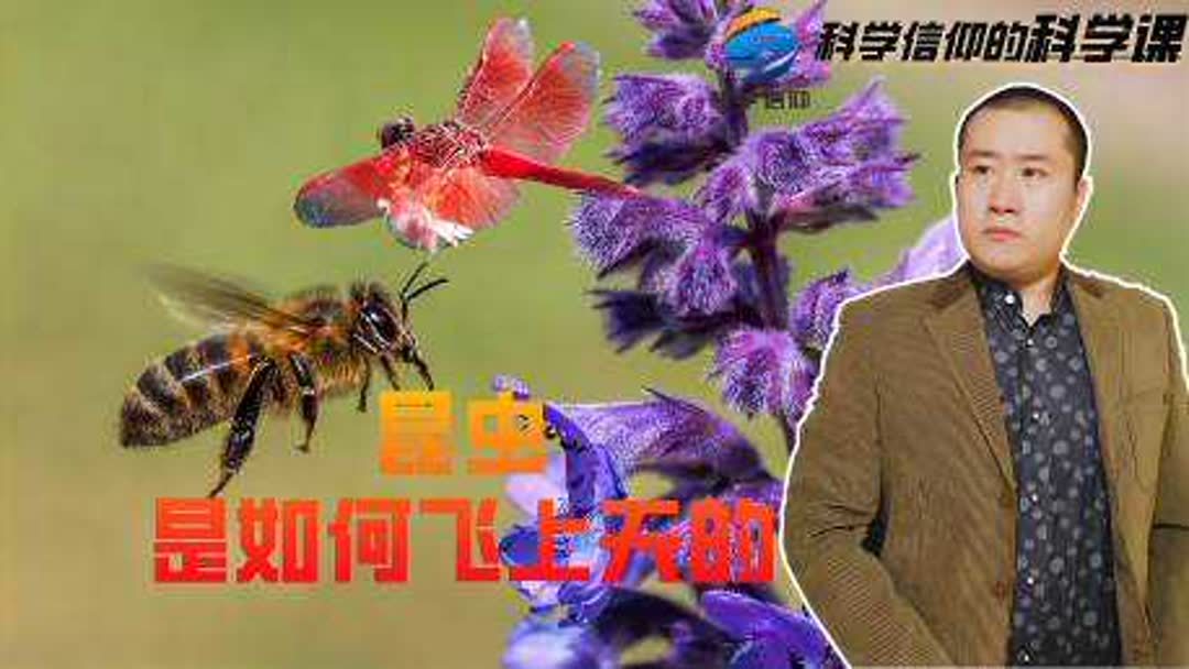 并不符合空气动力学的昆虫,是如何飞上天的?昆虫飞行的原理