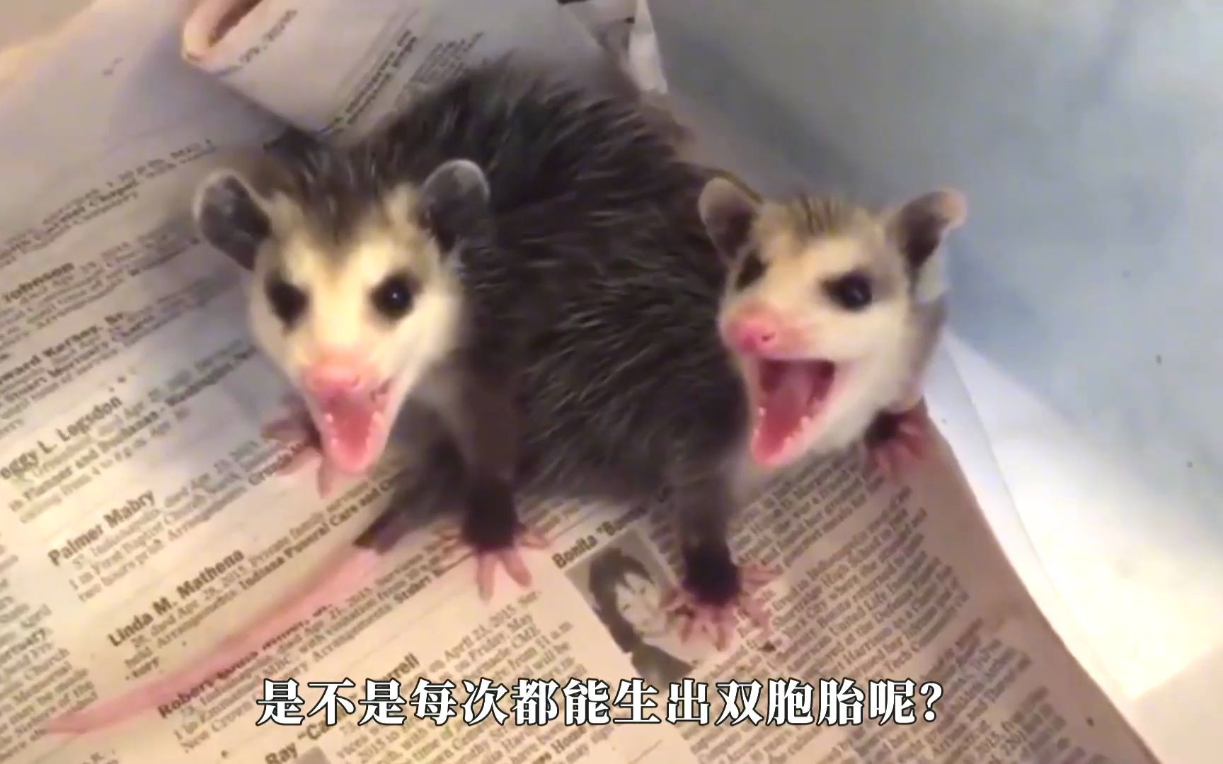 动物界的装死大师,拥有两套生殖系统的负鼠,到底有多奇特?