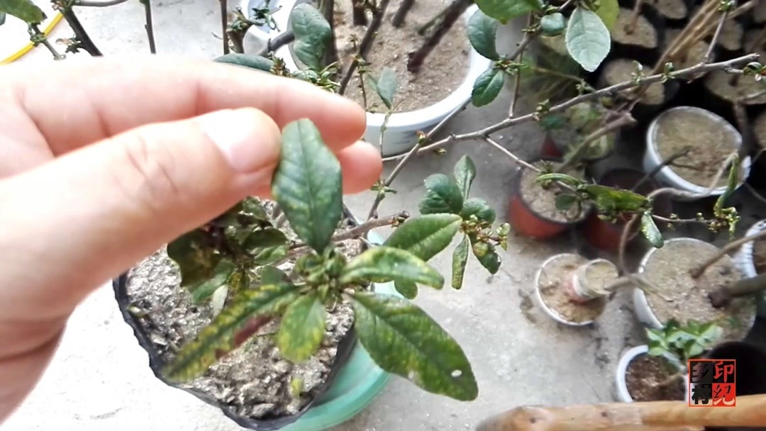 农村小伙栽了两年的树桩,竟然还不知道是什么树,有谁认识的吗?
