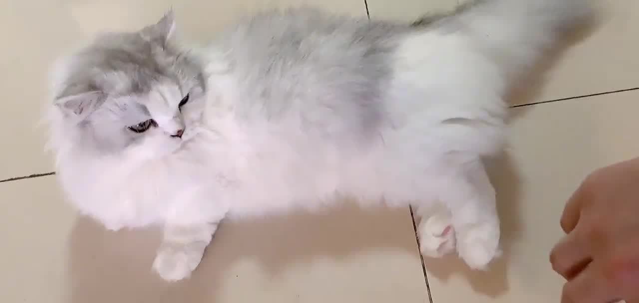你想知道猫咪爱你都有什么表现吗?