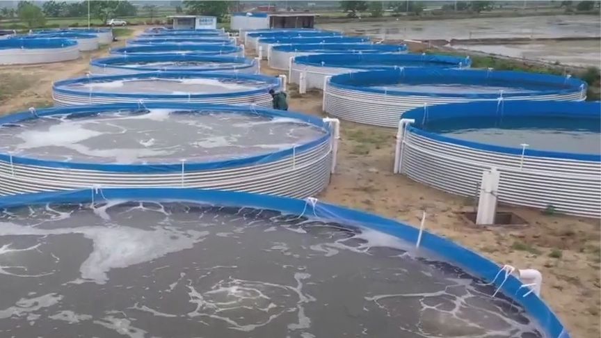 高明:万亩稻田配套高密度立体循环养殖系统