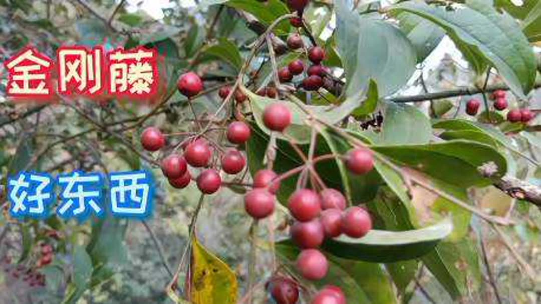 金刚藤,好东西,洗干净,切片晒干备用,进来看一下