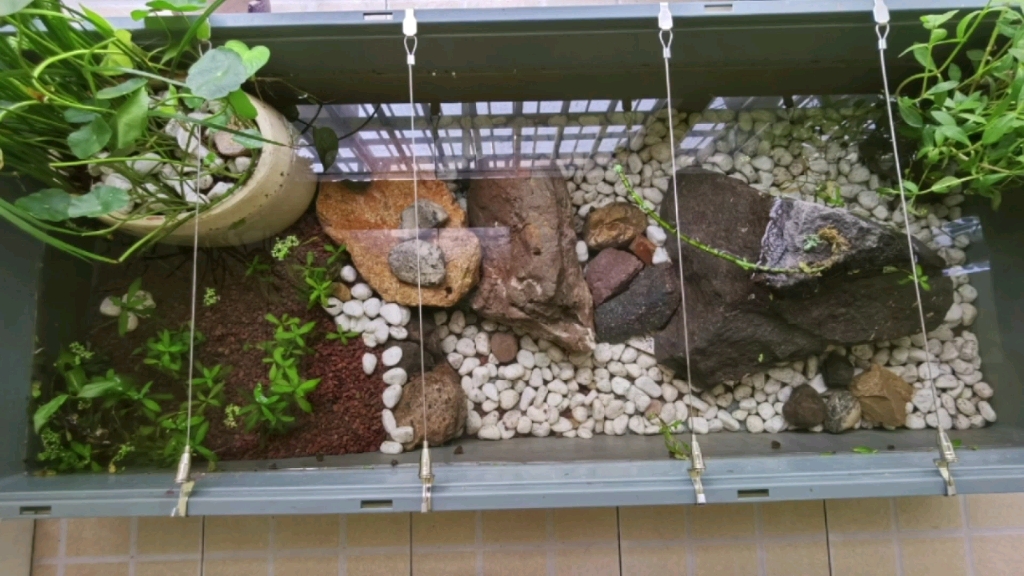 野采了几种植物准备给生态龟缸做升级,不知道小乌龟会不会满意