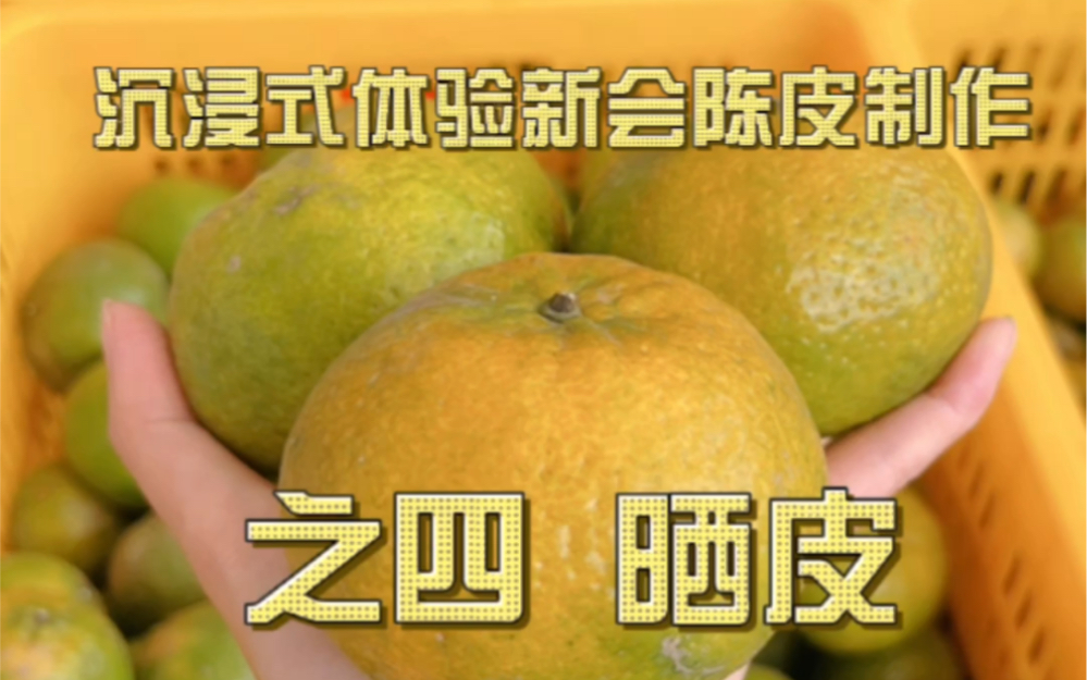 新会陈皮制作工艺流程第四步:晒皮。