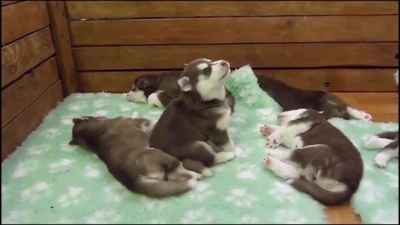 别的狗都在睡觉你在干啥,其他狗是叫累了,所以睡了