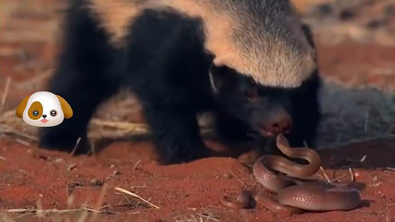 在动物世界中的蜜獾学习捕食技巧操作