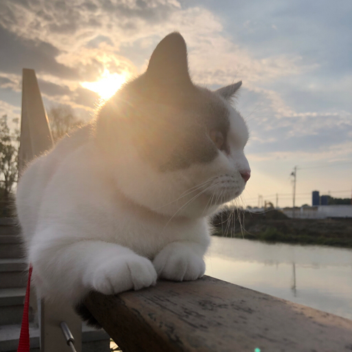 爱猫即喵 