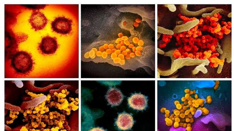 究竟病毒是怎样一种“生物”?新型冠状肺炎病毒的图片已经发布!