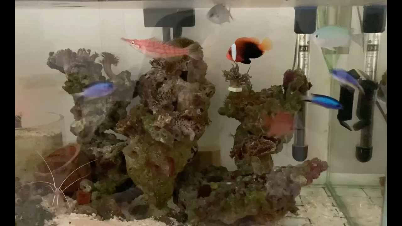 早晨等开饭的海缸