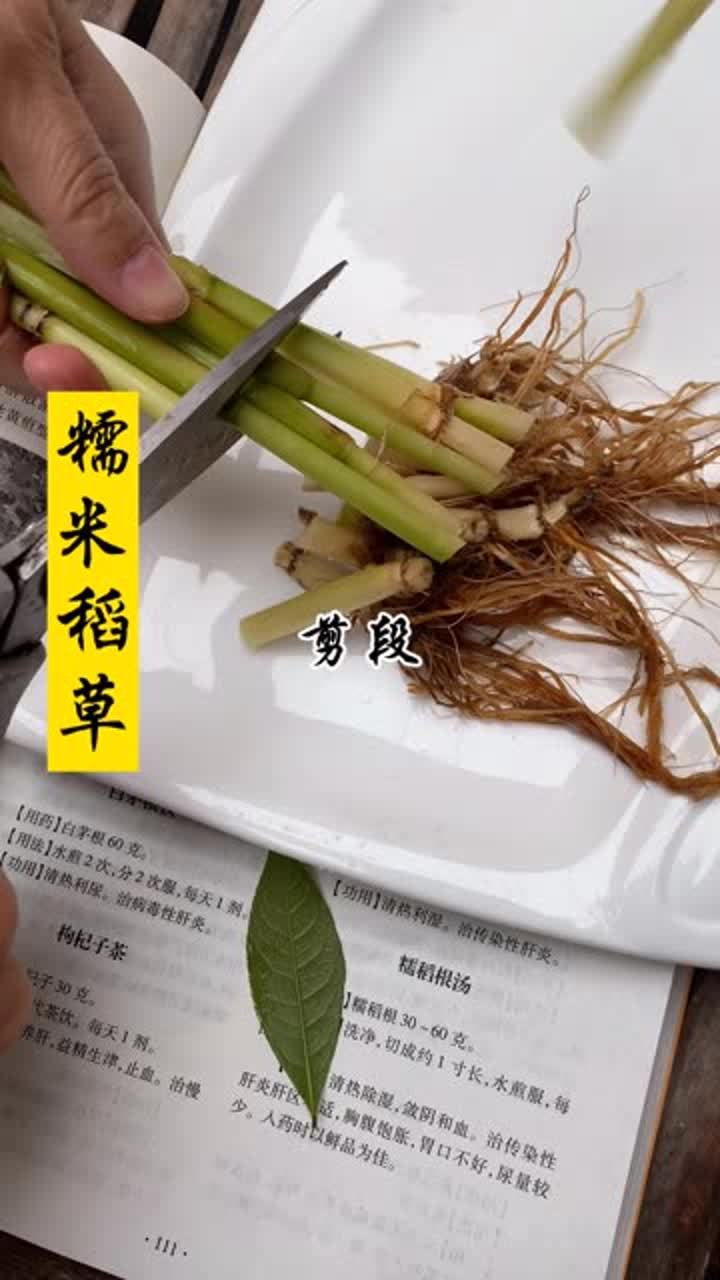 普普通通的糯米稻草根,你知道它的妙用吗?