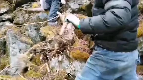 西藏野生当归功效主治:补血活血,调经止痛,润肠通便。用于血虚萎黄、...