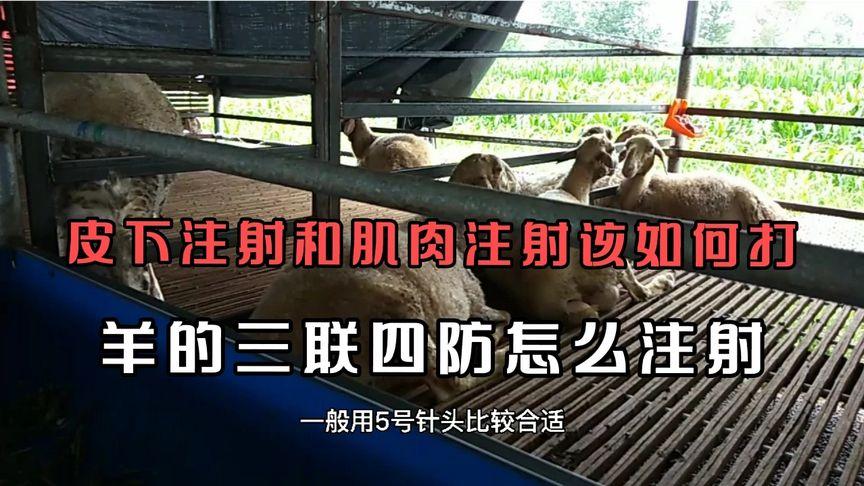 羊打针用几号针头,皮下注射和肌肉注射如何打,三联四防怎么注射