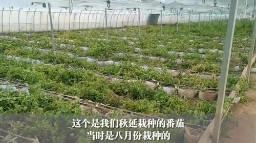 袋装无土栽培种番茄,拔秧清茬方法独特,直接用剪子