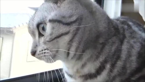 窗外流浪猫跟狗子吵架,猫咪以光速爬上窗台围观,有够八卦