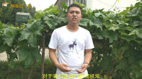 阿豪带你去菜地,看看丝瓜的生长过程,一起品味丝瓜的清香