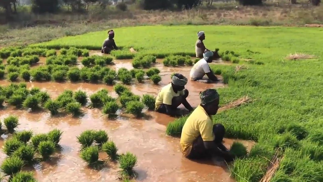 水稻的收获过程啥样?看印度的种植方法,和我们有什么区别