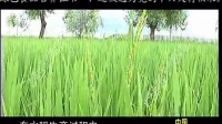 水稻王国五常大米宣传片高清【舌尖上的中国2】_582x436_2.00M_h....