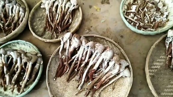 云南野生菌季节刚刚好,天然食品安全第一