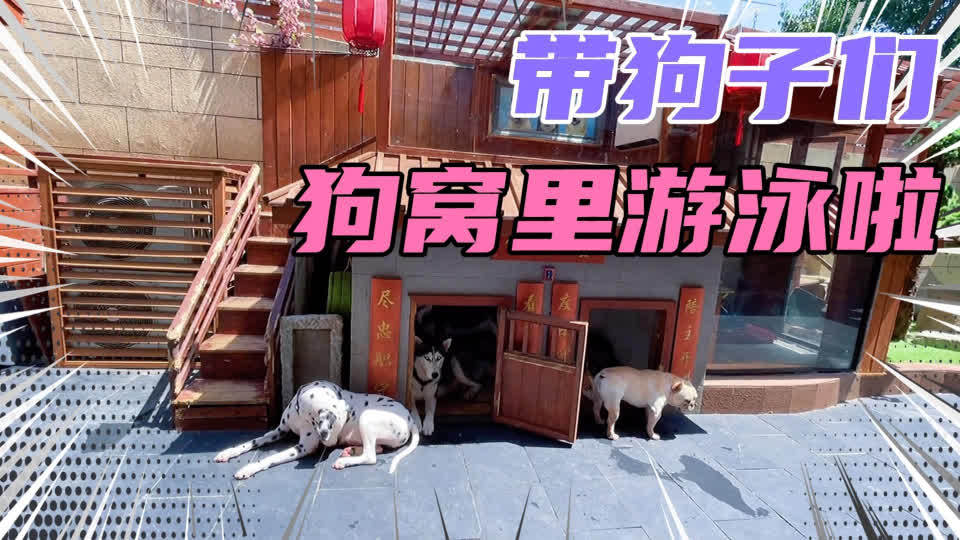 夏天快走啦,狗窝的泳池终于开放了带你们看看狗子们游泳吧!