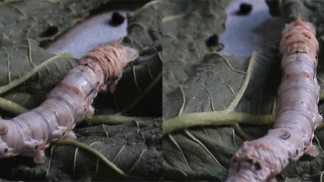慎点!蚕宝宝脱皮实录