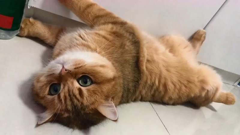 懒到家的wink!这个眨眼萌到我了!居然有猫撩我!