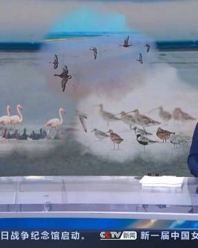 #保护野生动植物在行动# 【越冬候鸟已拉开迁徙大幕 我国多措并举使...