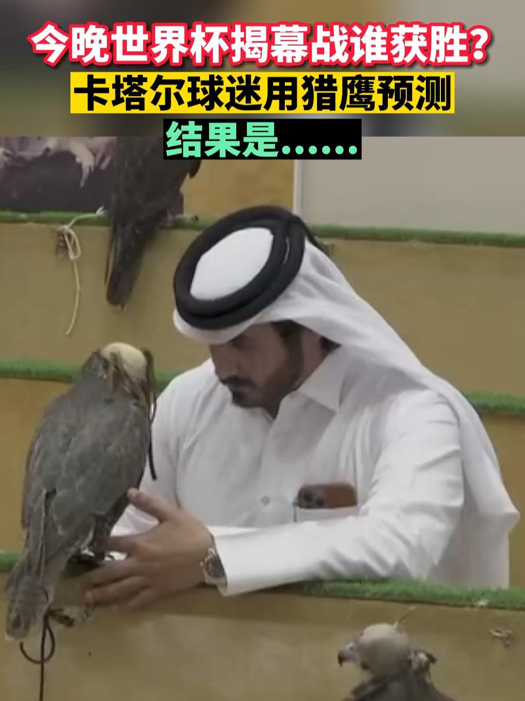 今晚世界杯揭幕战谁获胜?卡塔尔球迷用猎鹰预测,与卡塔尔擦肩而过,...